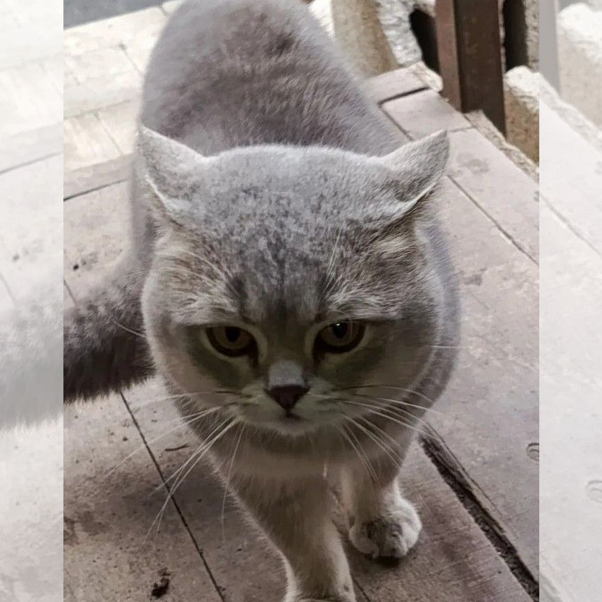 Британский короткошёрстный кот, взрослый