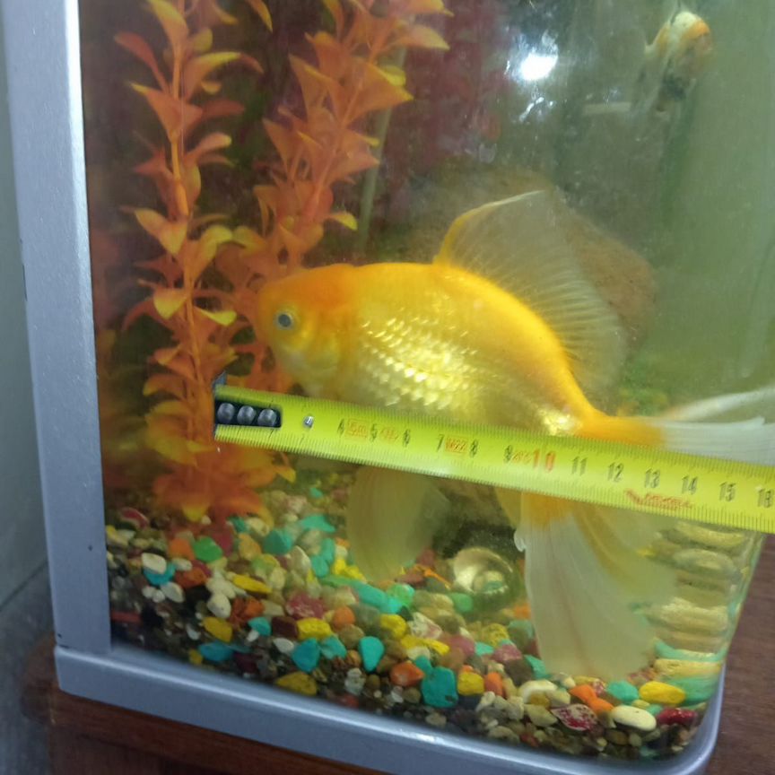 Золотая рыбка