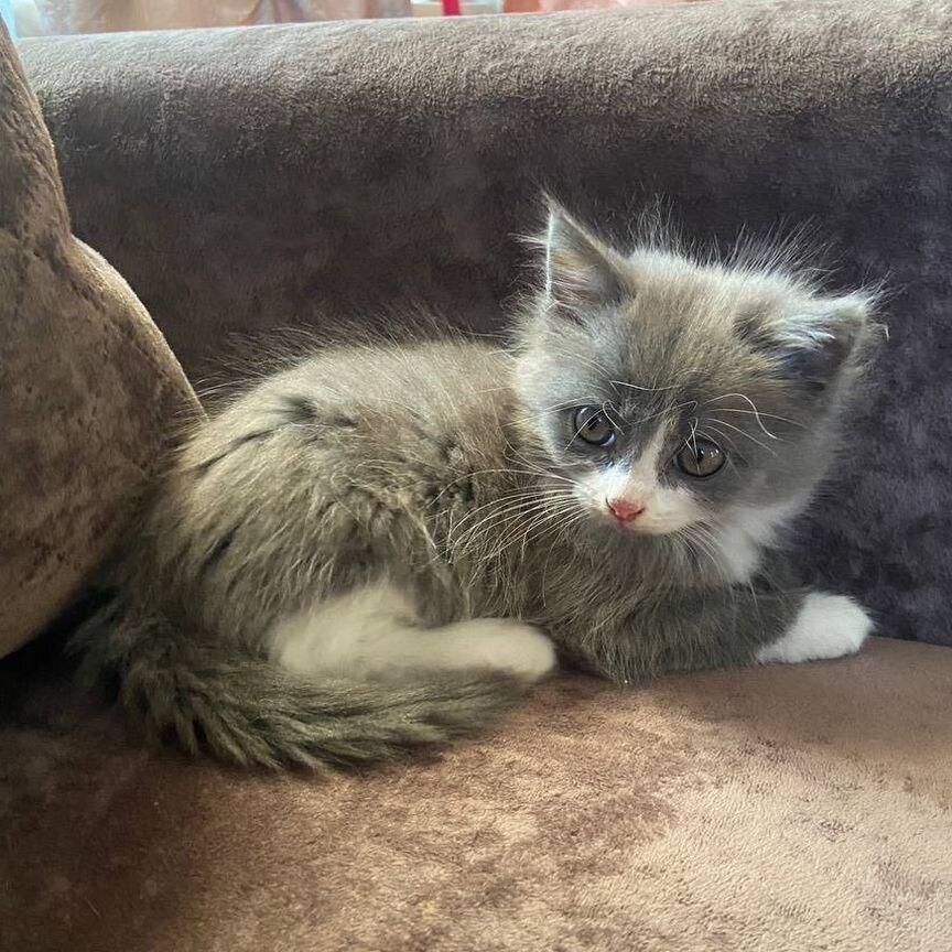 Котята