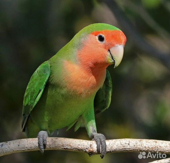 Неразлучник Розовощекий зеленый