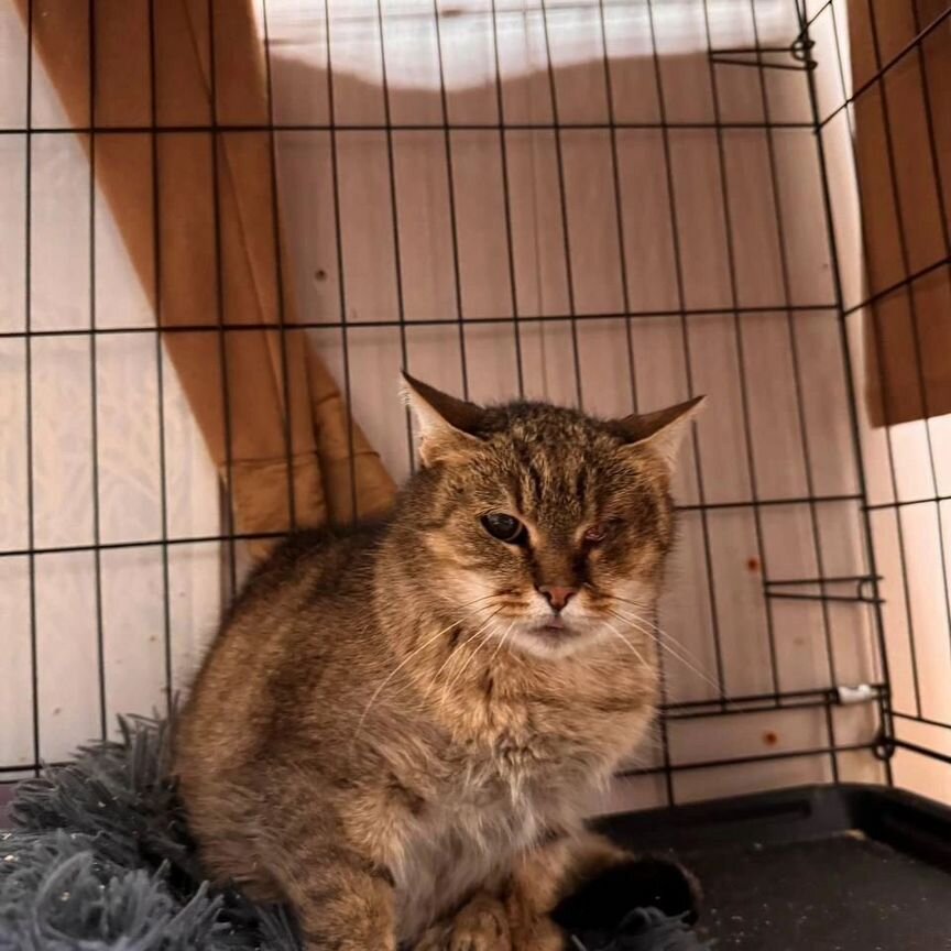 Бедная кошечка ищет дом