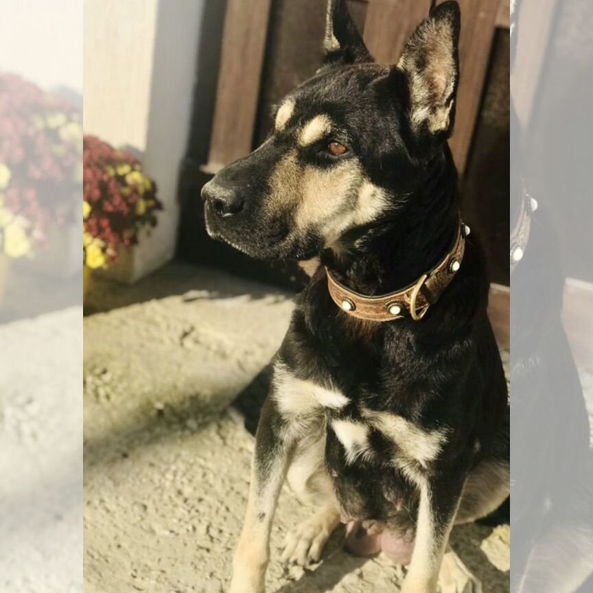 Восточноевропейская овчарка