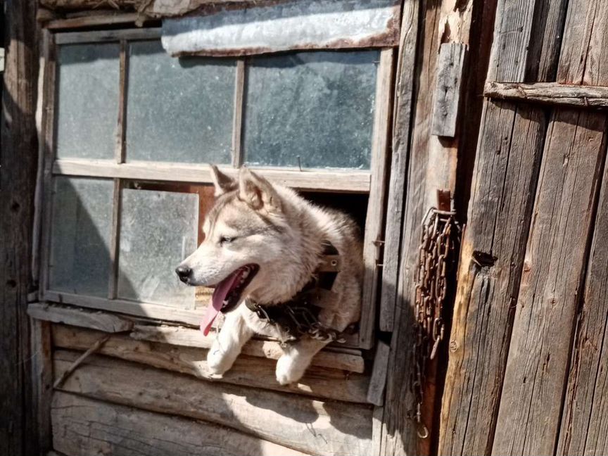 Собака в добрые руки