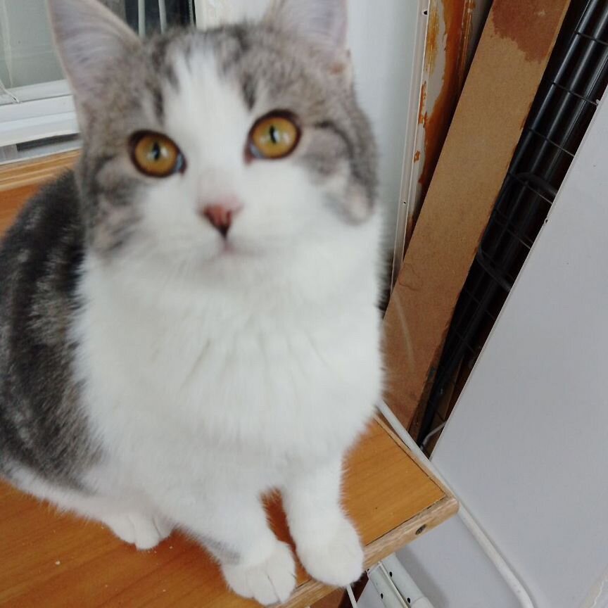 Пристраивается котенок в добрые руки