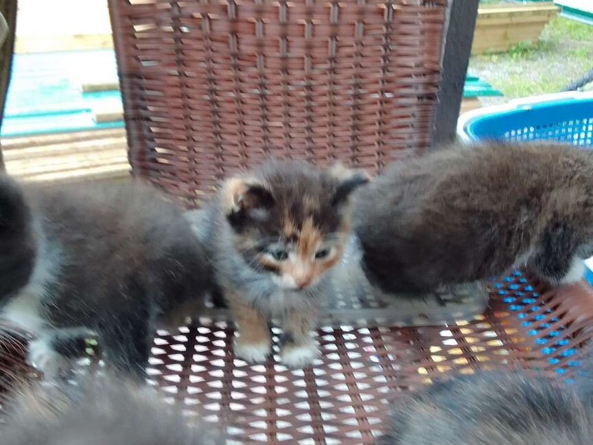 Ищут дом 7 котят 1.5 месяца