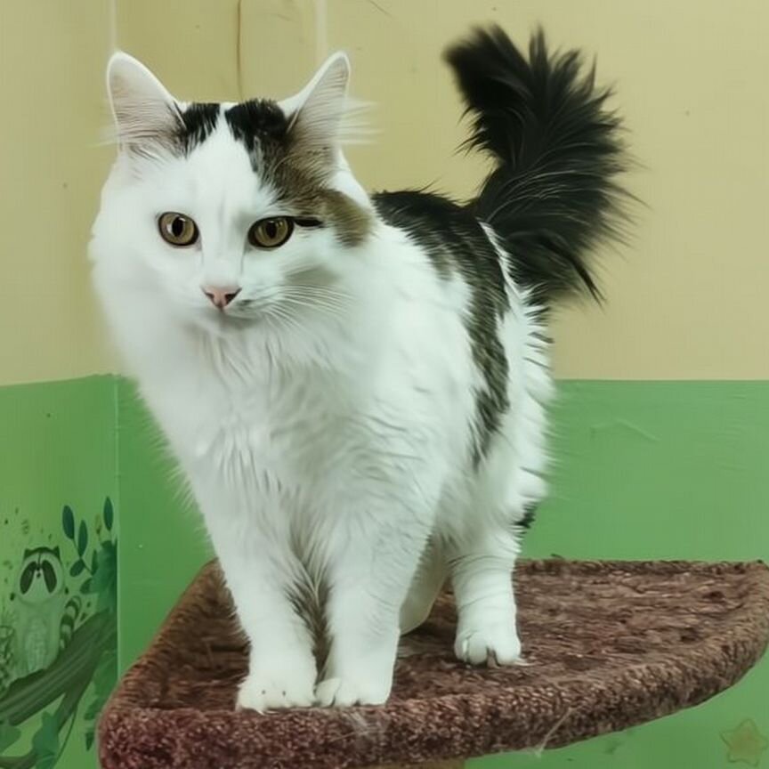 Взрослый кот в добрые руки