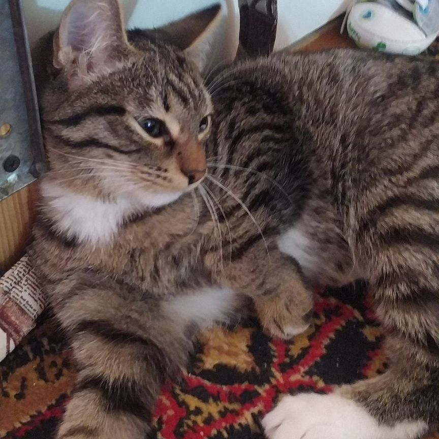 Котёнок в добрые руки