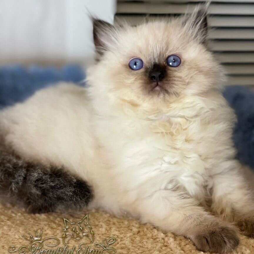 Котенок рэгдолл