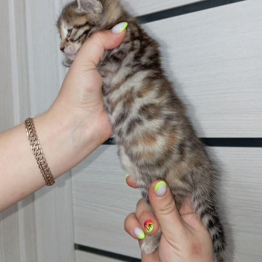 Бенгальскиая кошечка