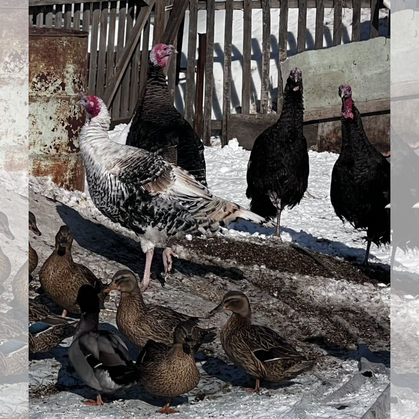 Индюк и утка