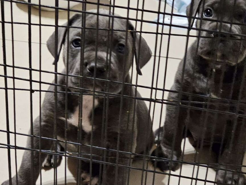 Щенки кане корсо