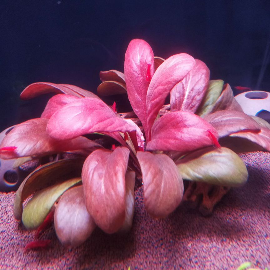 Самолус Красный аквариумный