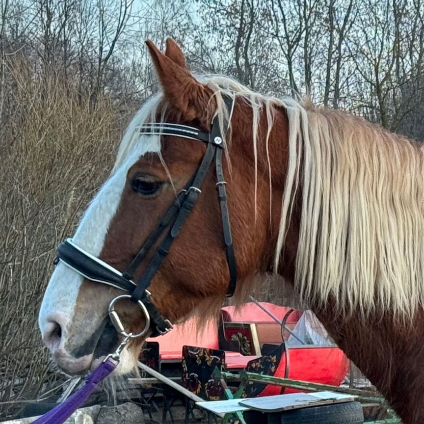 Уздечка для лошади