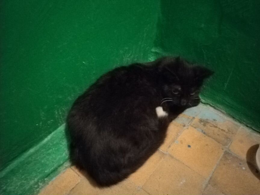 Найдена кошка