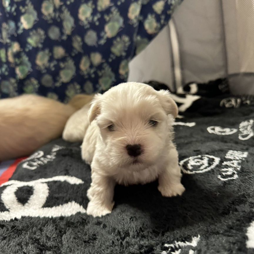 Щенки мальтипу