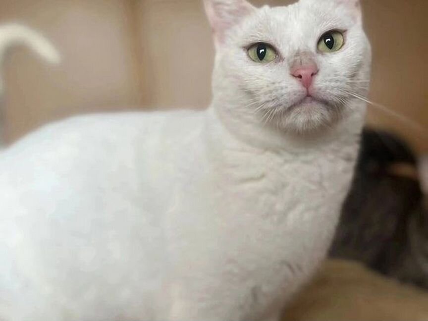 Кошечка Аврора в хорошую семью бесплатно