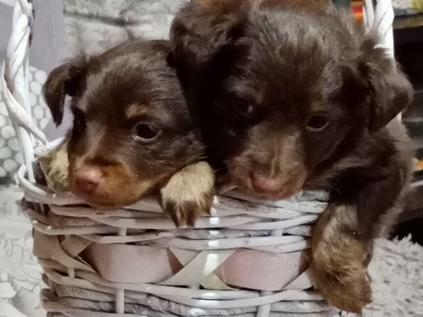 Той-терьер щенки