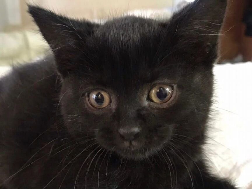 Отдам бесплатно