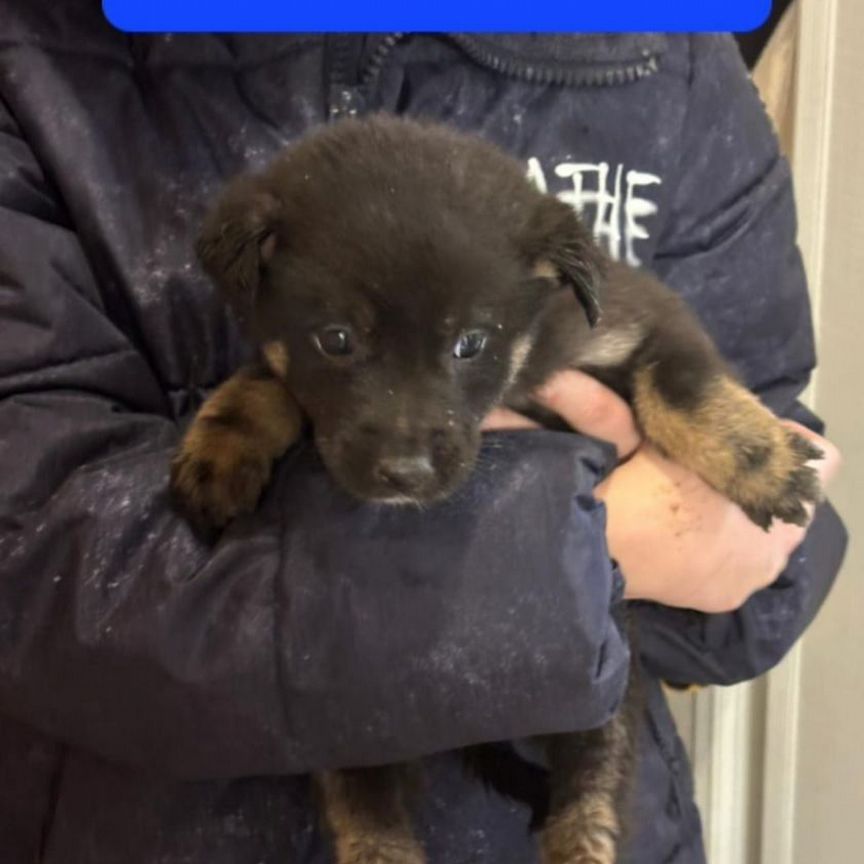 Щенок в добрые руки