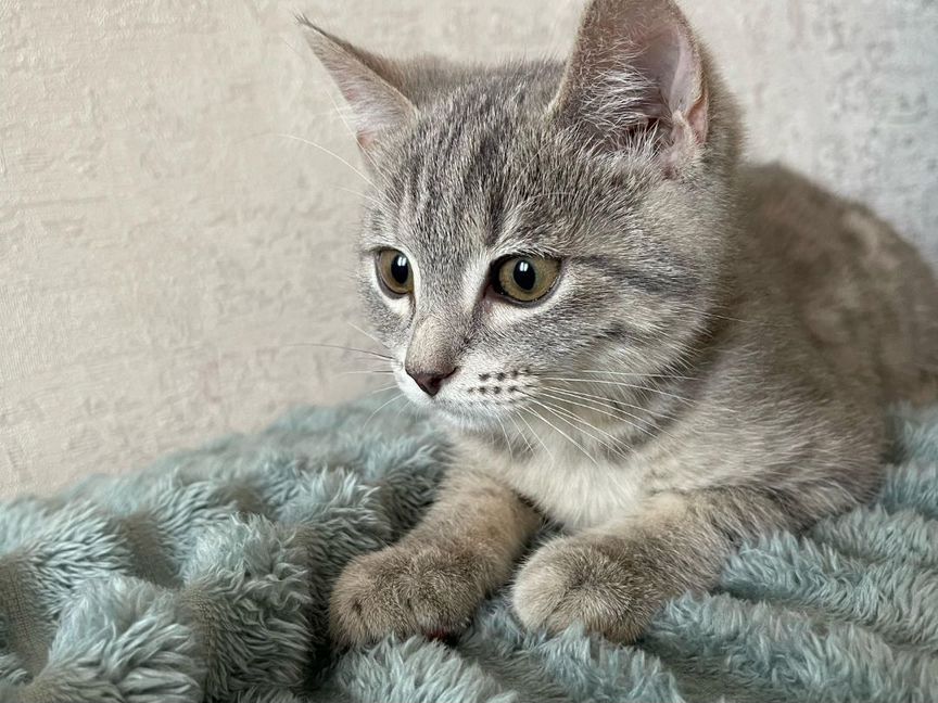 Котёнок 3 месяца