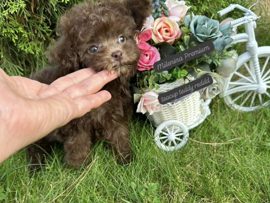 Мальтипу микро teacup teddy poodle electric choco