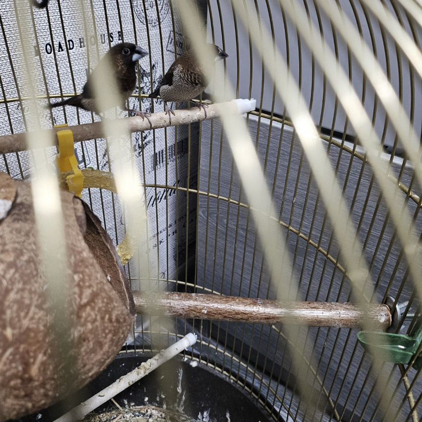 Японские амадины