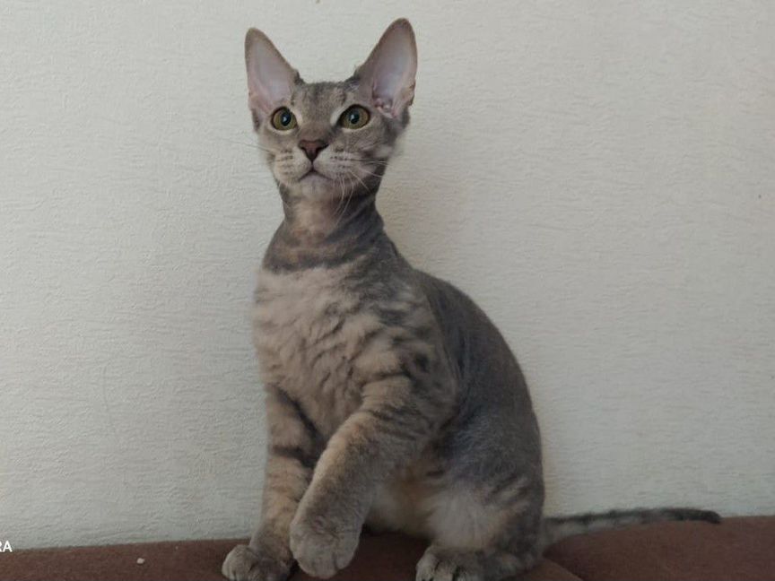 Котенок мальчик 5мес