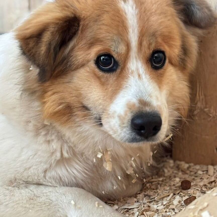 Щенок с очень грустным глазами