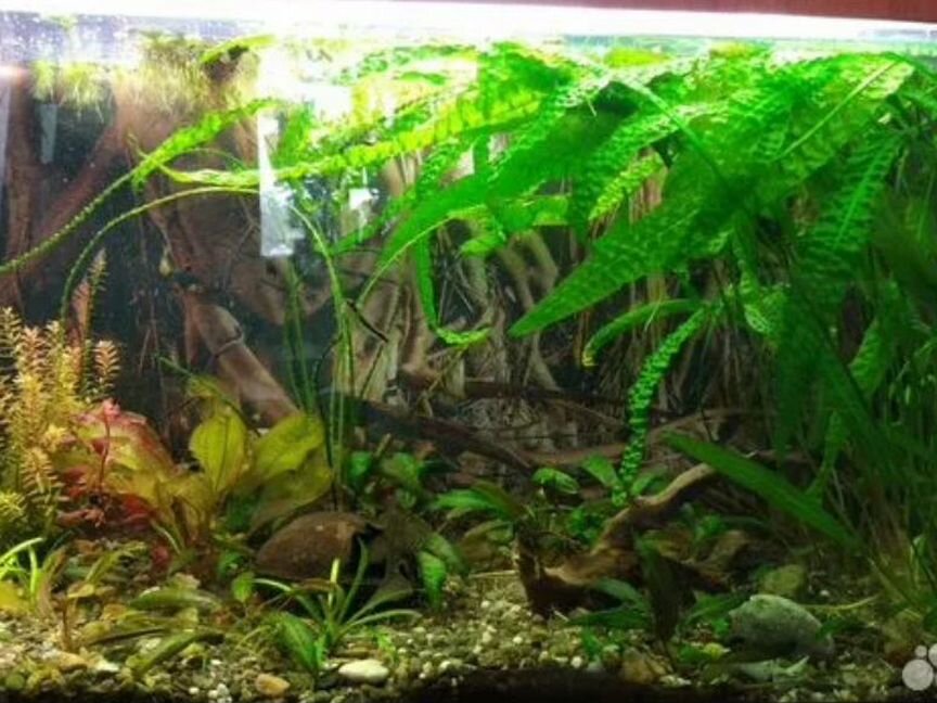 Криптокорина апоногетонолистная