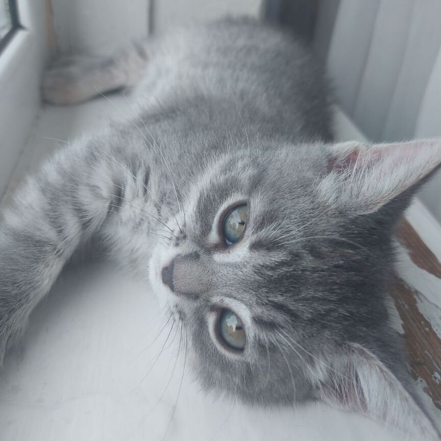 Британская кошка