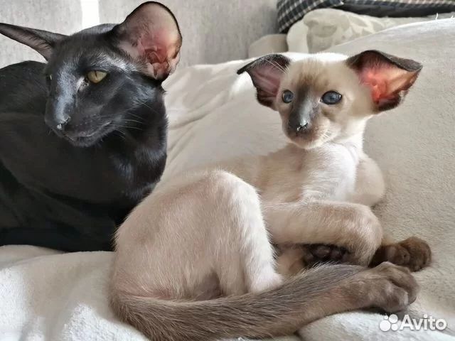 Солиды и Тэбби