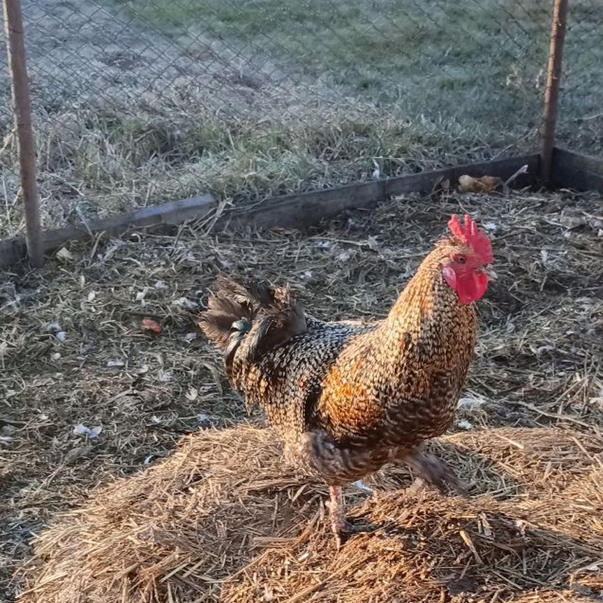 Петух молодой домашний