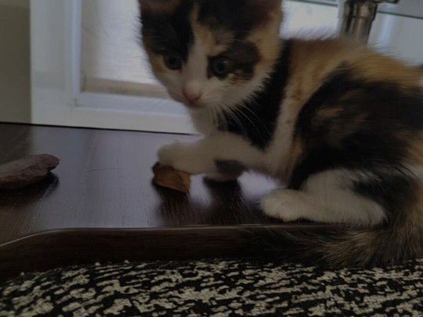 Отдам бесплатно котёнка. Девочка,1,5-2 месяца