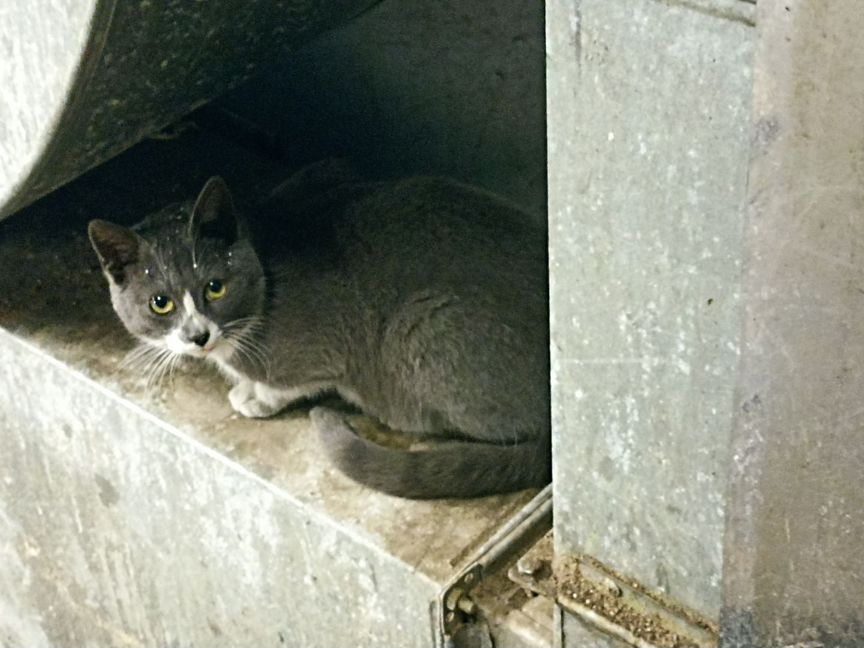 Котята в добрые руки бесплатно