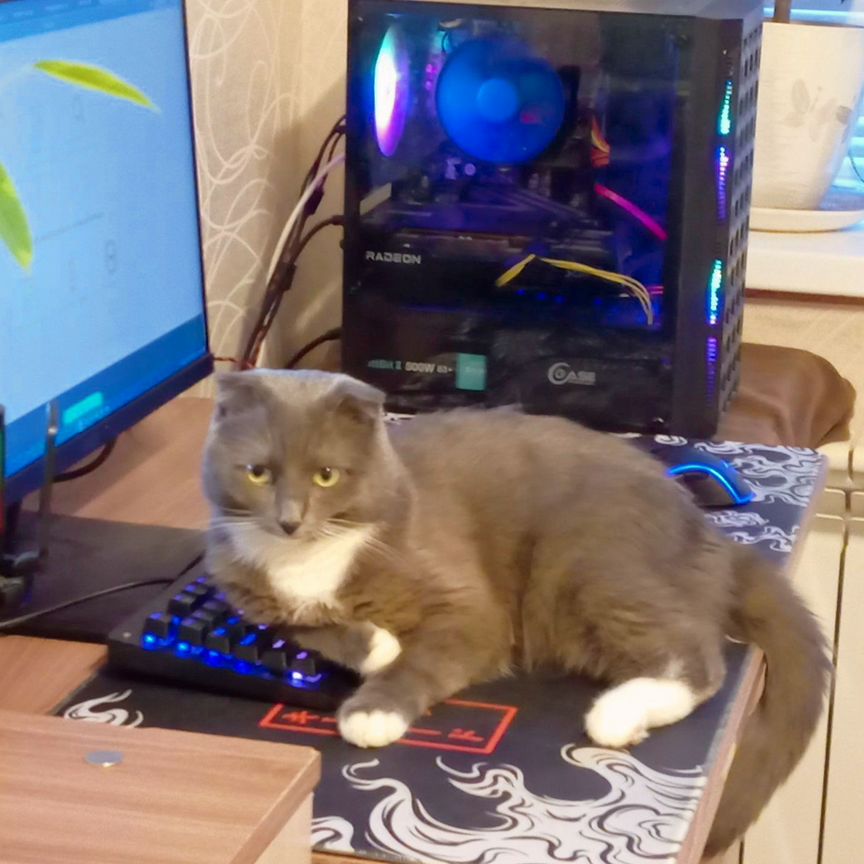 Барсик (задолбал)