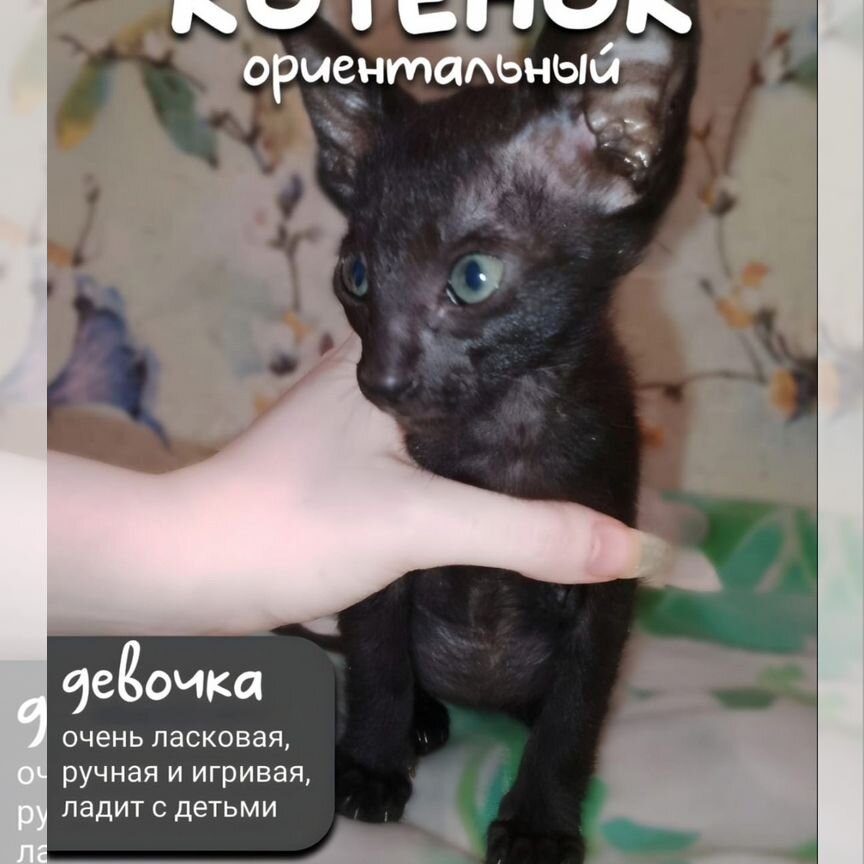 Ориентальный котёнок