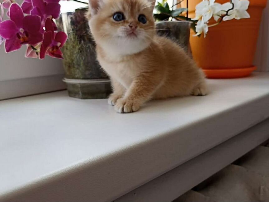 Котята золотая шиншилла