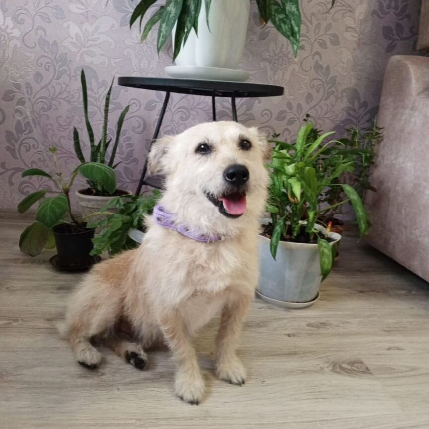 Маленький песик в добрые руки