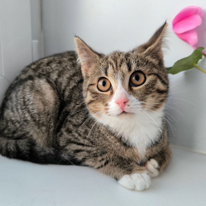 Котенок девочка 3,5 мес