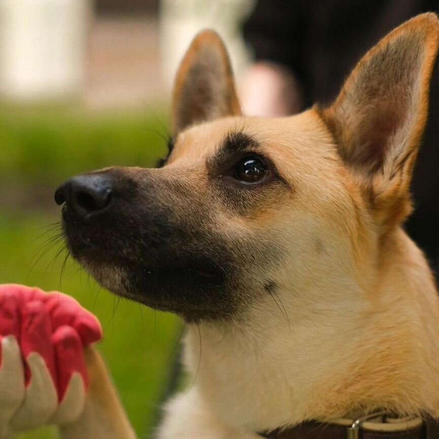 Собаки из приюта: умница Катрин