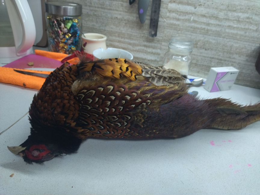 Перья петуха фазана