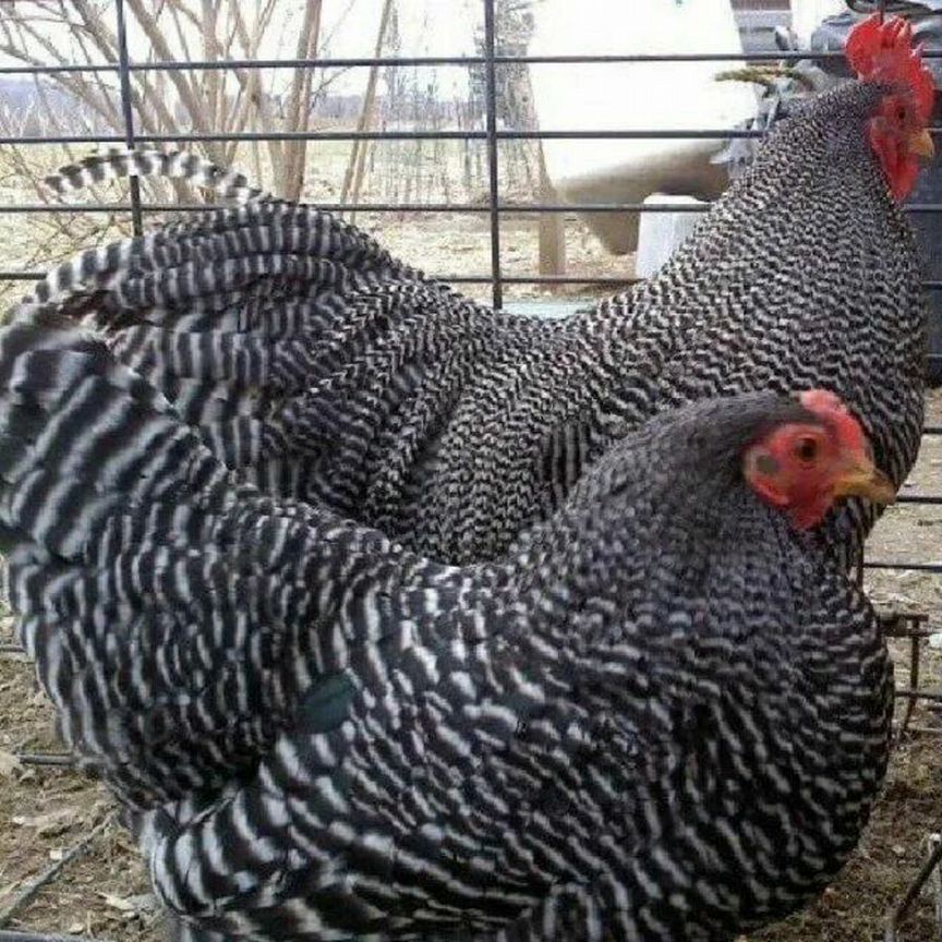 Цыплята Плимутрок