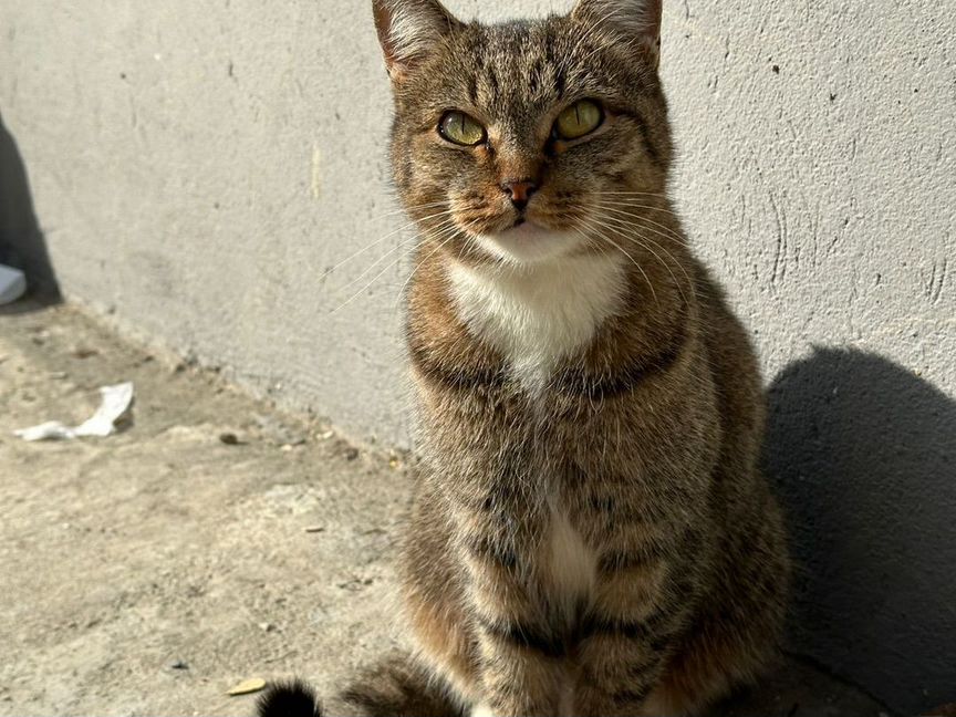 Нежная кошечка ищет хозяина
