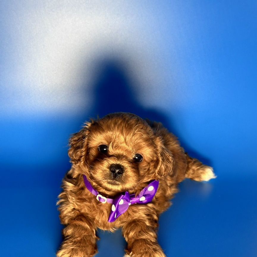 Мальтипу & пекапу щенки