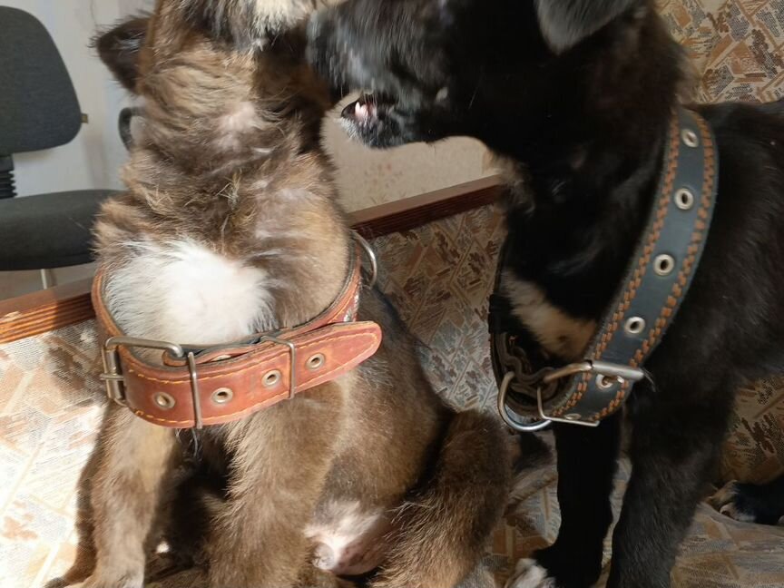 Щенок в добрые руки