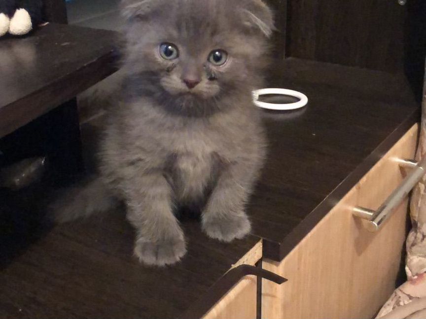 Шотландская вислоухая