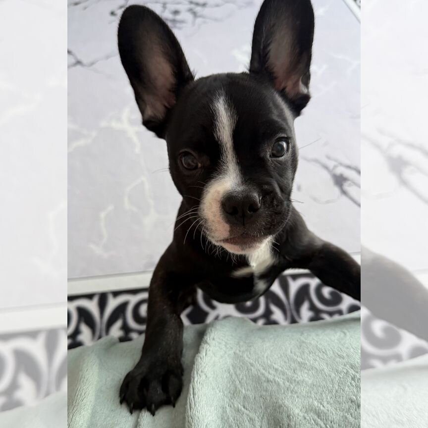 Французский бульдог, щенок