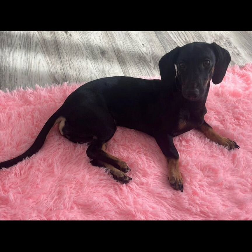 Такса щенок