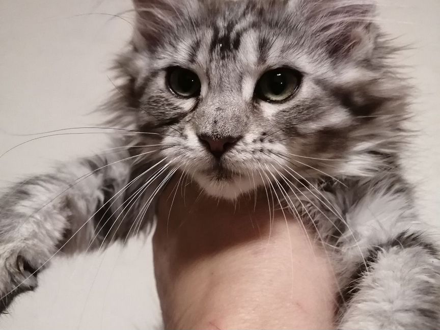 Котята мейн-кун