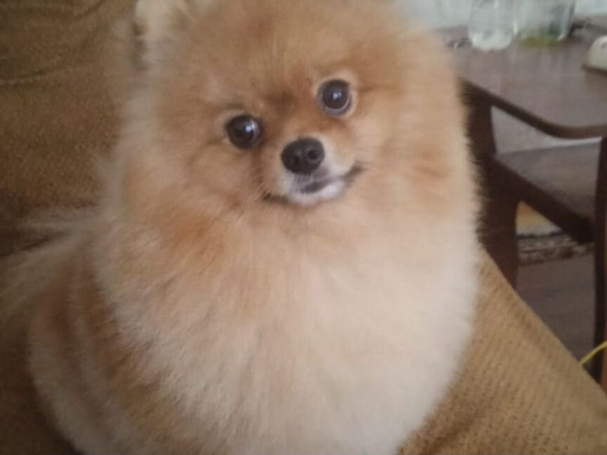 Шпиц для вязки